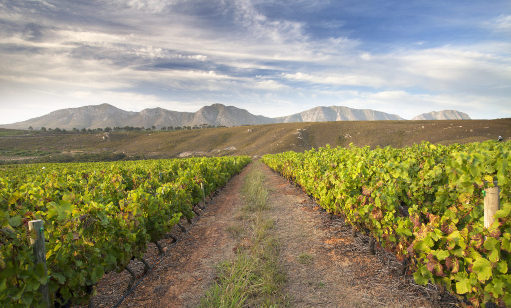 Wines of the World