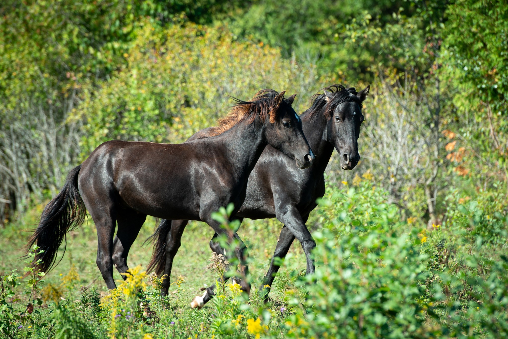 Meet the Ojibwe Spirit Horses - Luxury Gold